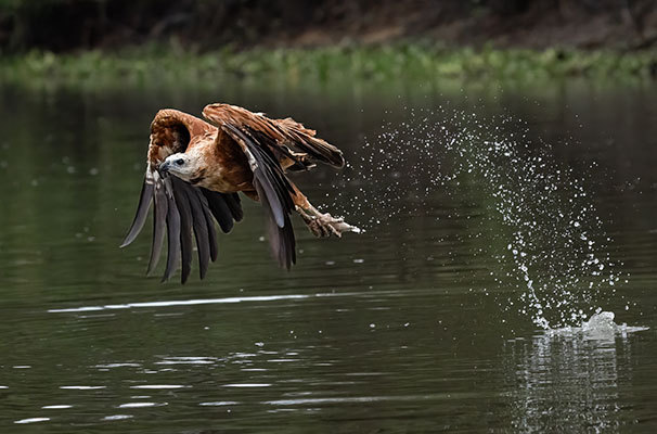 Home [placerphotoclub.org]